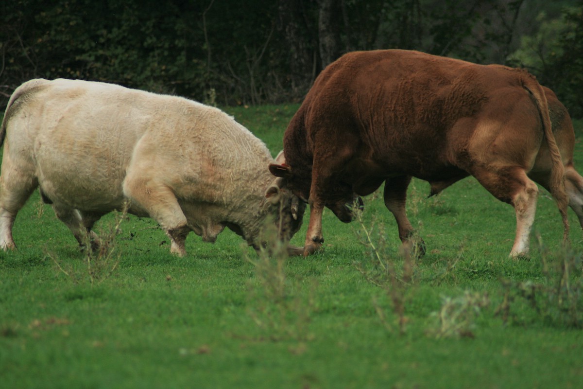 [FOTOS] La testosterona bovina – LA RESISTÈNCIA