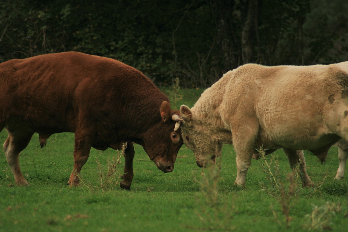 [FOTOS] La testosterona bovina – LA RESISTÈNCIA